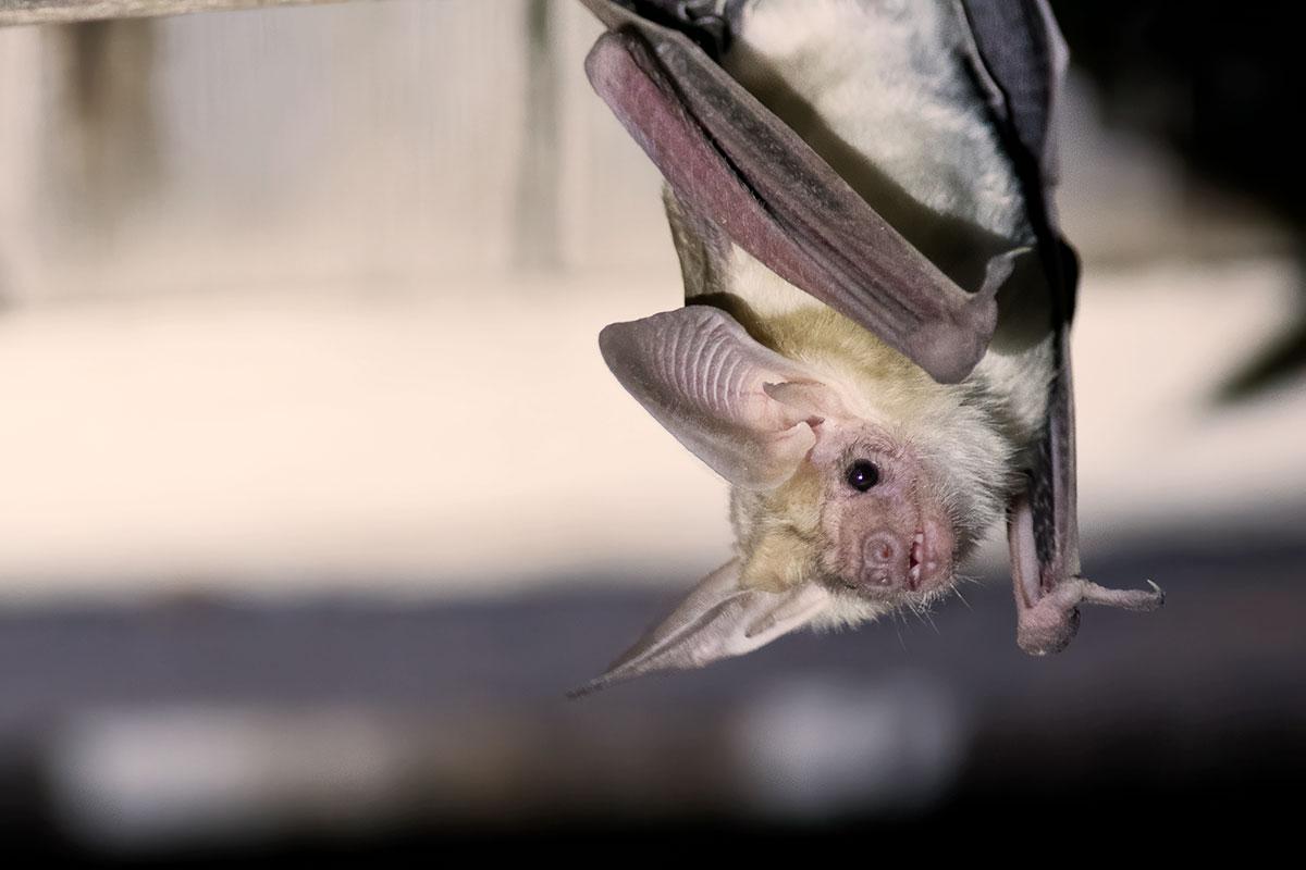 Muere el segundo de los tres menores contagiados de rabia en Oaxaca ...