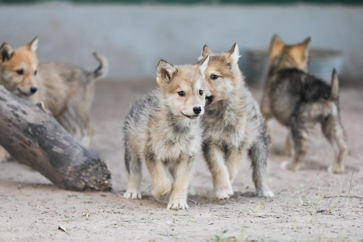 Nacen 7 cachorros de perro lobo en el Parque "Rodolfo Landeros Gallegos ...