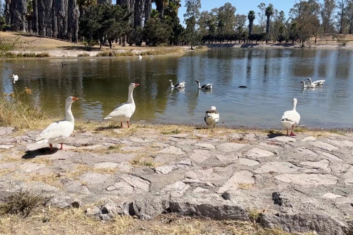Más de 70 aves acuáticas del parque Rodolfo Landeros estuvieron ...