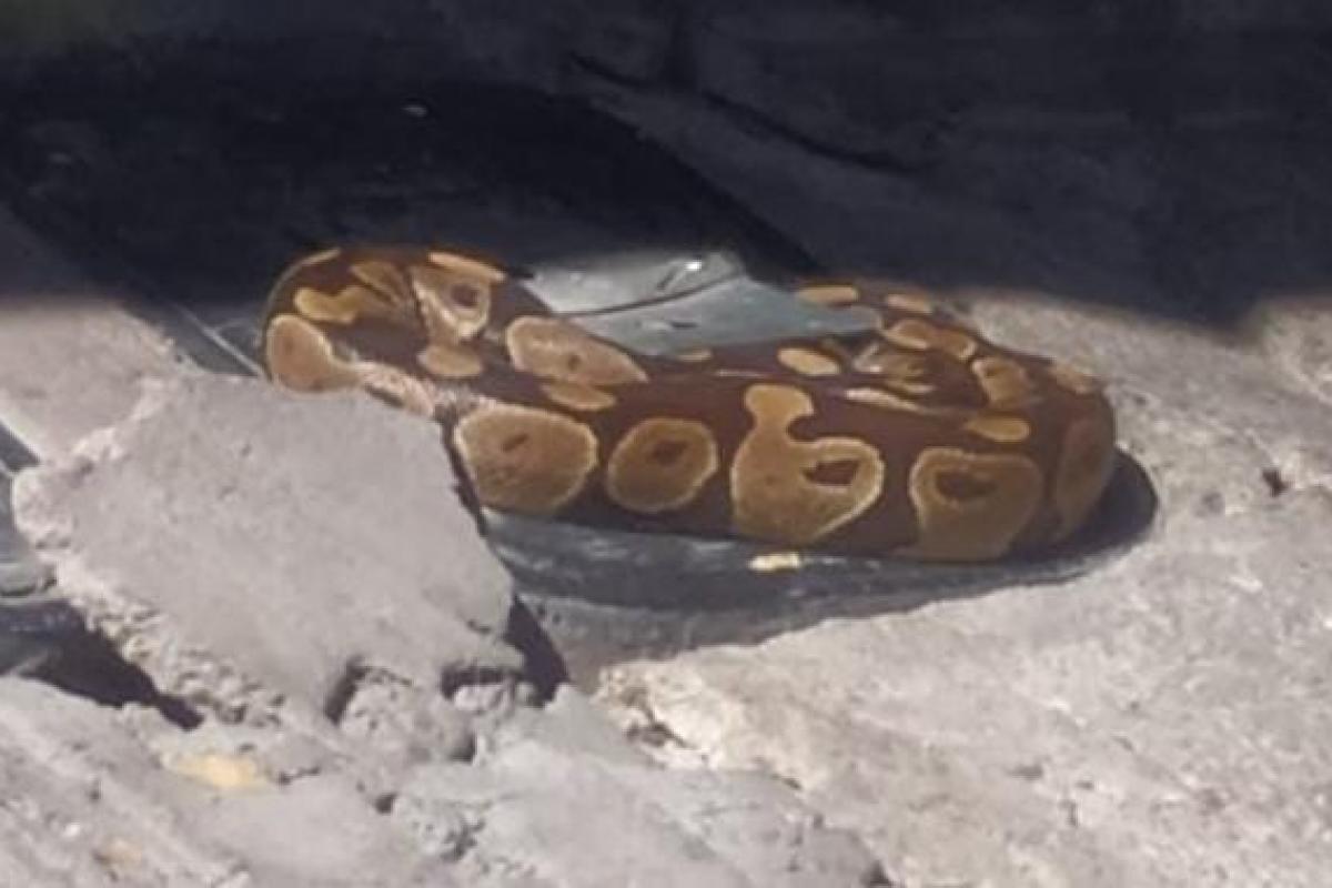 Enorme pitón escandaliza en la San Marcos | BI Noticias