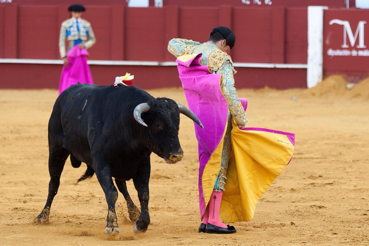 Inconstitucional blindaje cultural de corridas de toros, asegura abogado especialista | BI Noticias